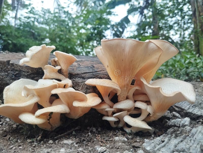 Lentinus Squarrosulus Mushrooms Grow in Tree Trunk Stock Photo - Image ...