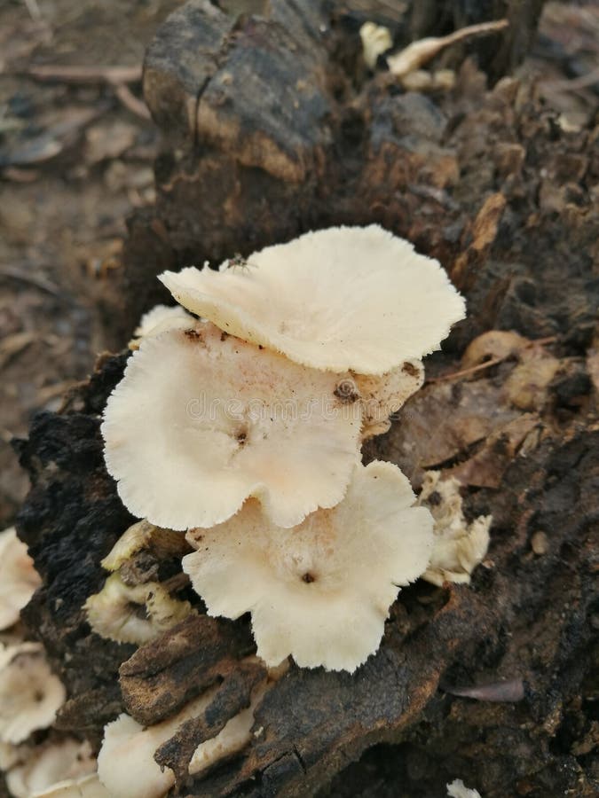 Closeup View of Lentinus Tigrinus Mushroom in the Wild Stock Image ...