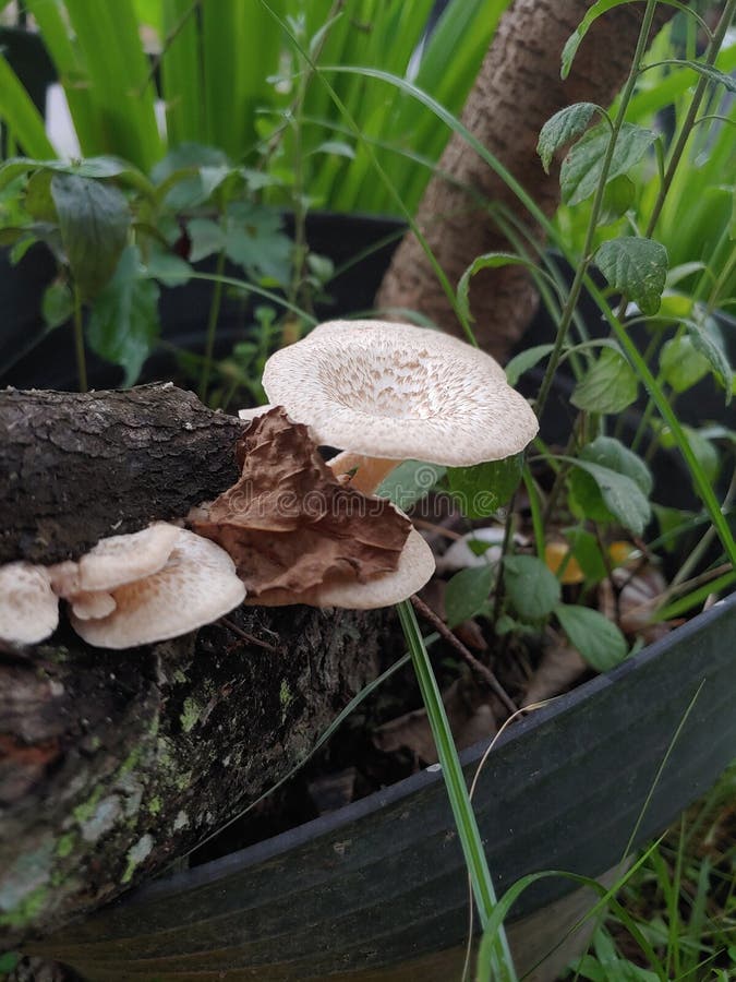 Lentinus Tigrinus on the Murbey Tree Growing when Rain Season Stock ...