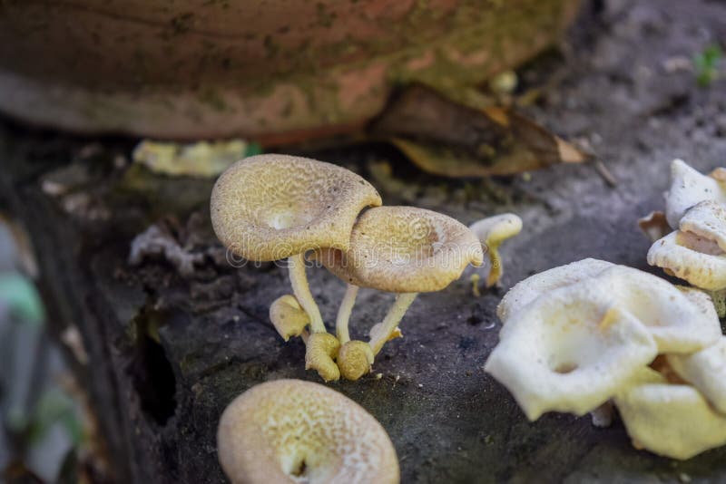 Small Lentinus Tigrinus Mushroom Stock Image - Image of plant, healthy ...