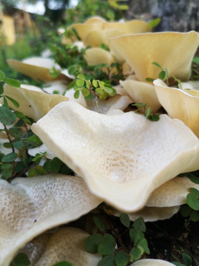 Lentinus Tigrinus White Mushroom on Ground Stock Photo - Image of tree ...