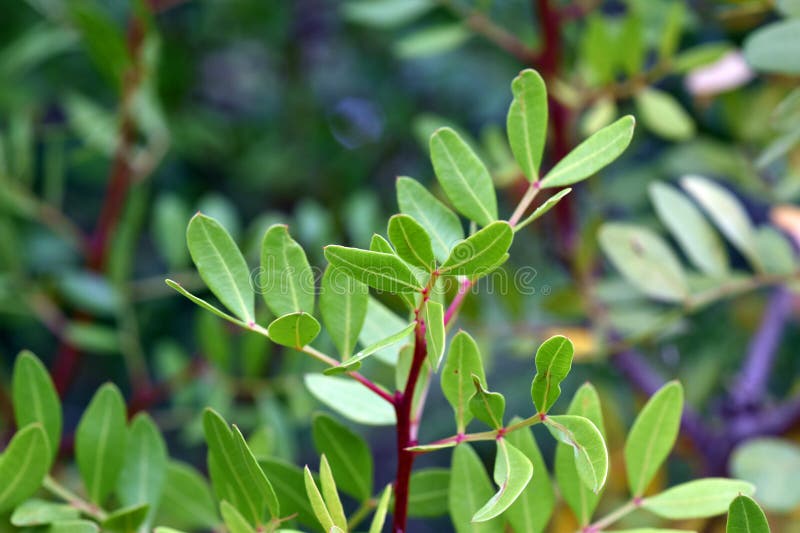 Lentisk Leaves (Pistacia Lentiscus) Stock Photo - Image of leaf, branch ...
