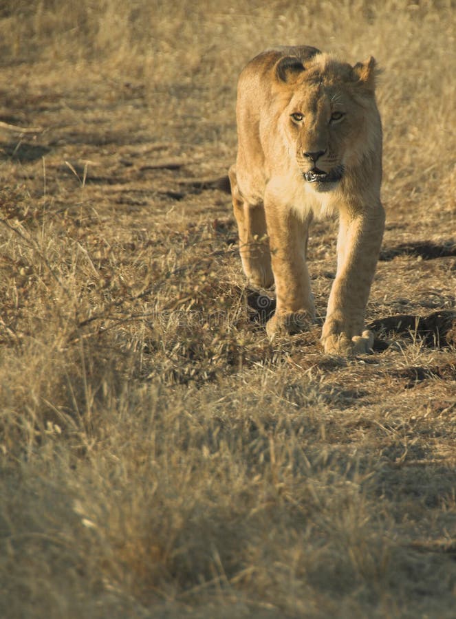 Lew Afrykański (Panthera Leo) Zdjęcie Stock - Obraz złożonej z ...