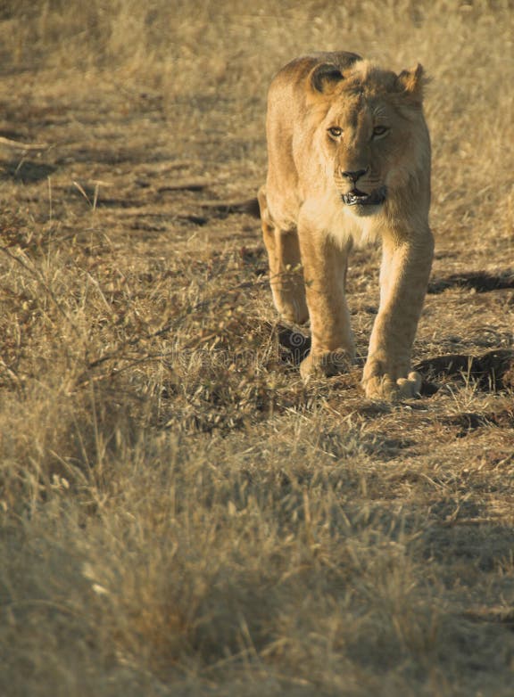 Lew Afrykański (Panthera Leo) Zdjęcie Stock - Obraz złożonej z ...