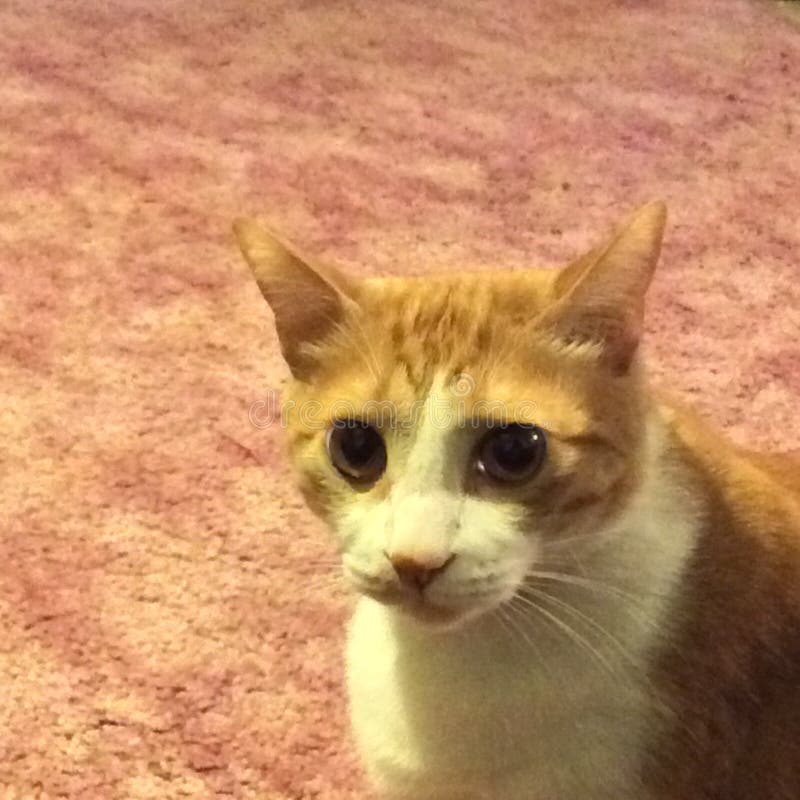 Leo cat close up stock image. Image of looking, close - 83069503