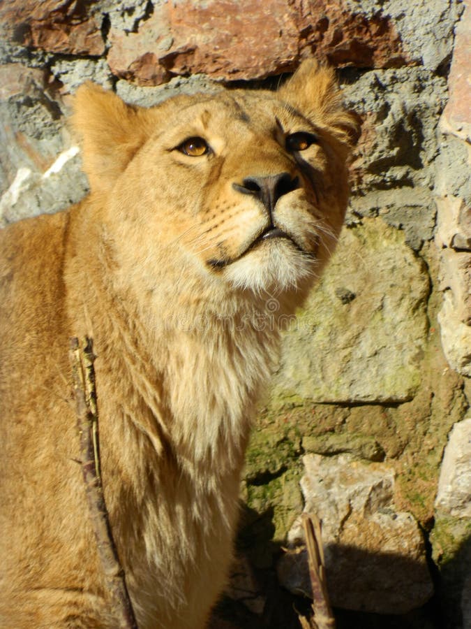 Animal Gory Stock Photos - Free & Royalty-Free Stock Photos from Dreamstime