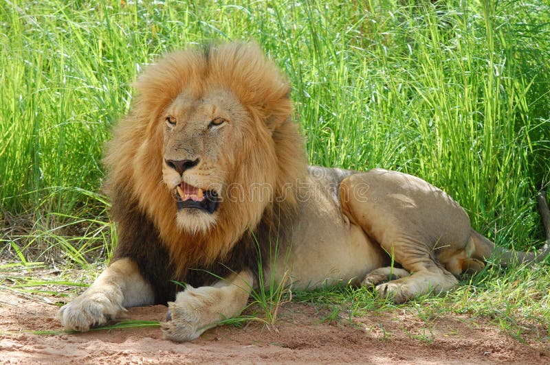 Lejon (Panthera Leo) I Träd Fotografering för Bildbyråer - Bild av ...