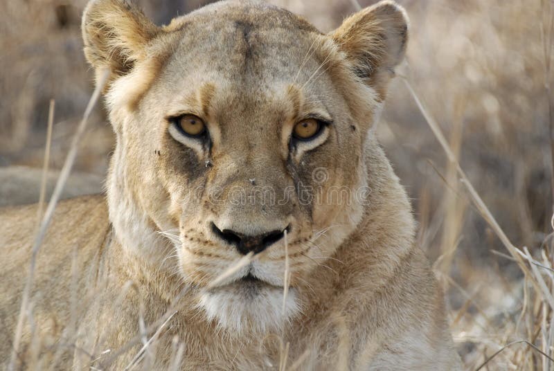 Leoa foto de stock. Imagem de intenso, africano, feroz - 6606490