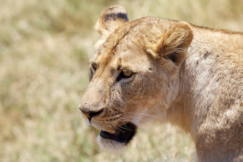 Leoa Africana (Panthera Leo) Foto de Stock - Imagem de animal, selvagem ...
