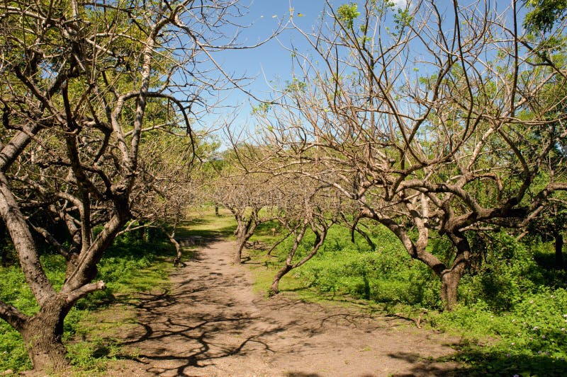 Old Leon Landscape Nicaragua Stock Photo - Image of landscape, historic ...