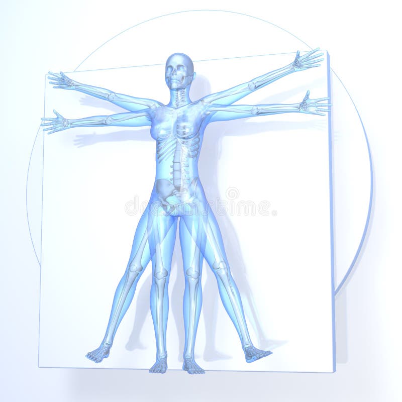 Davinci Anatomy Clipart