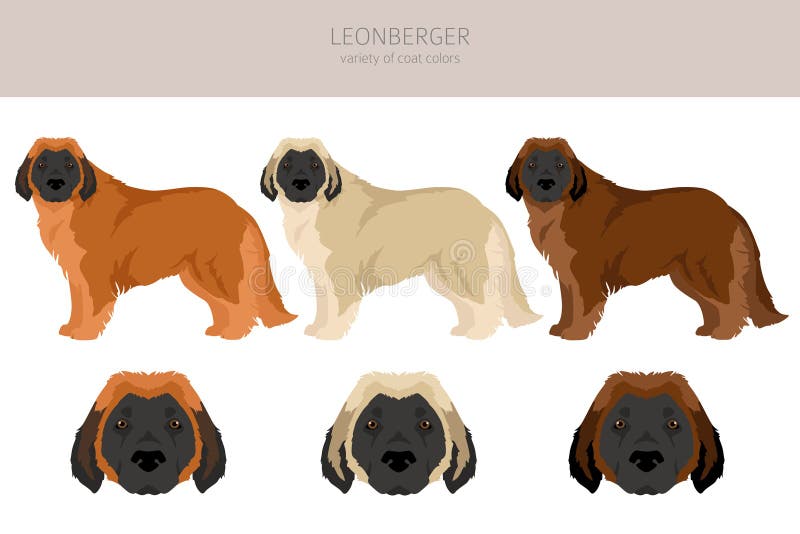 Leonberger Clipart. Different Poses, Coat Colors Set Stock Vector ...