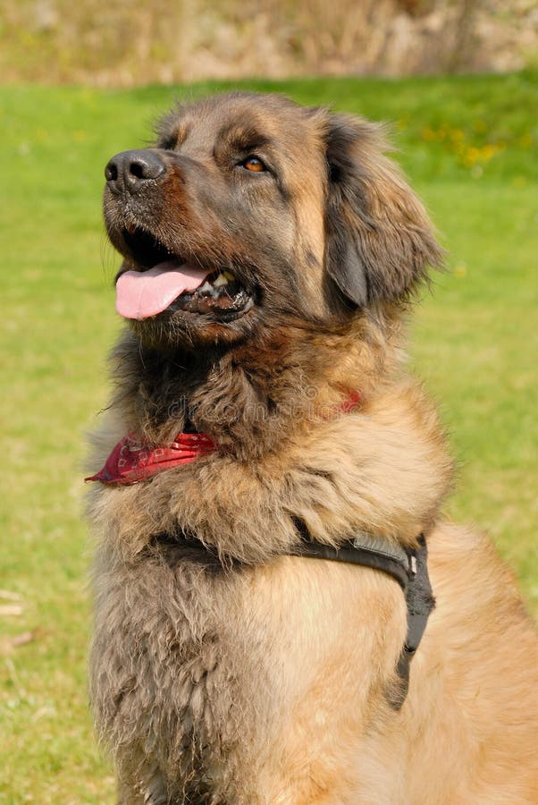 Leonberger dog stock image. Image of posing, veterinary - 15156545