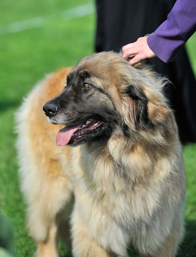 Purebred Leonberger dog stock image. Image of grass, loyal - 42954631