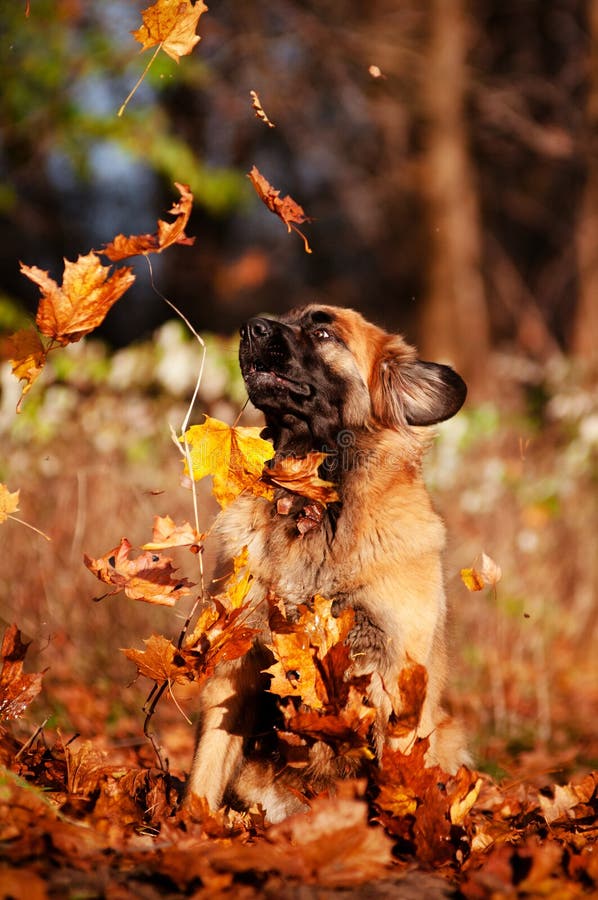 Pug Dog Sitting Amongst Autumn Leaves Stock Image - Image of leaves ...