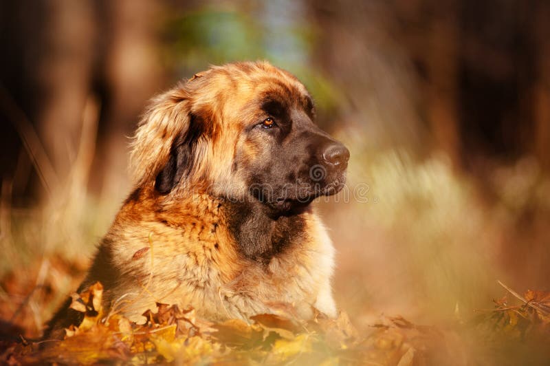 Leonberger dog portrait stock photo. Image of beautiful - 27573234