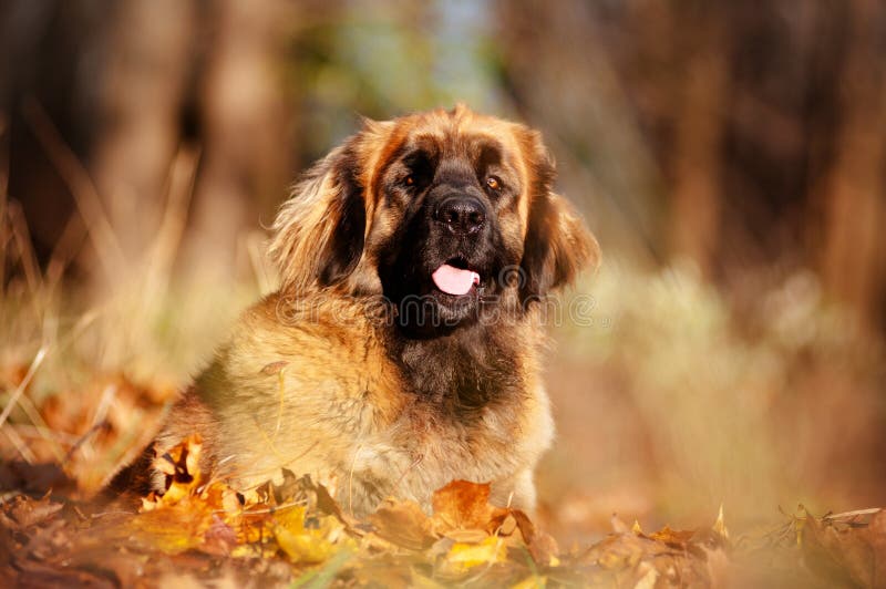 Leonberger dog portrait stock photo. Image of canine - 27573254