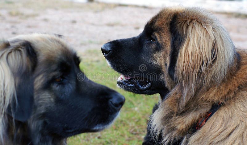 Leonberger Dogs stock photo. Image of draught, gums, muzzle - 7032238