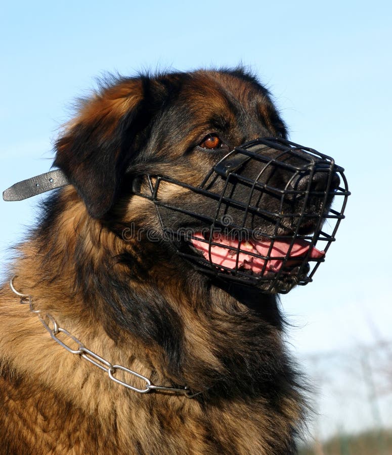 Mastiff Leonberger Stock Photos - Free & Royalty-Free Stock Photos from ...