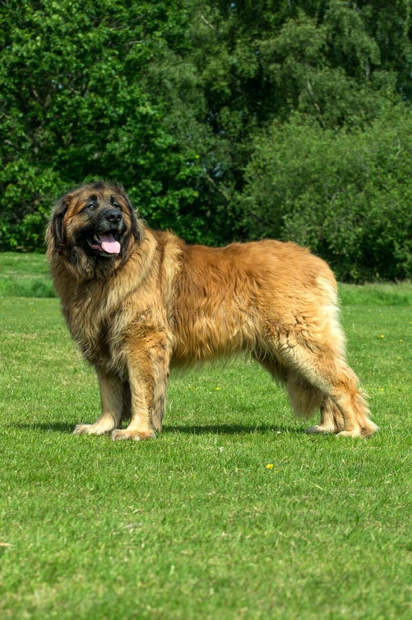 Leonberger stock image. Image of vertrbrate, puppy, color - 92870867