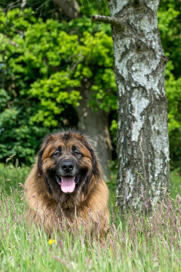 Leonberger stock photo. Image of colour, color, tonguefront - 92878134