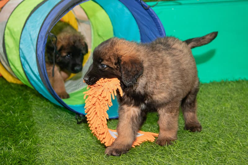 Leonberger Puppies Run and Play in a Dog Kennel Stock Image - Image of ...