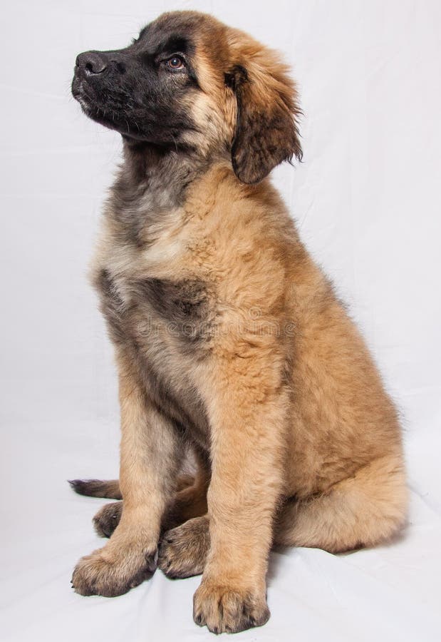 A Leonberger puppy stock photo. Image of young, leonberger - 44570302