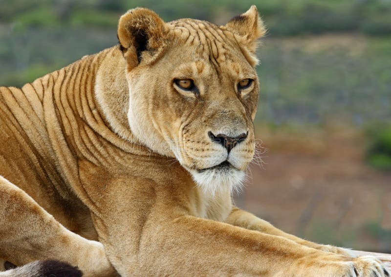 Leone immagine stock. Immagine di menzogne, mangiatore - 54415381
