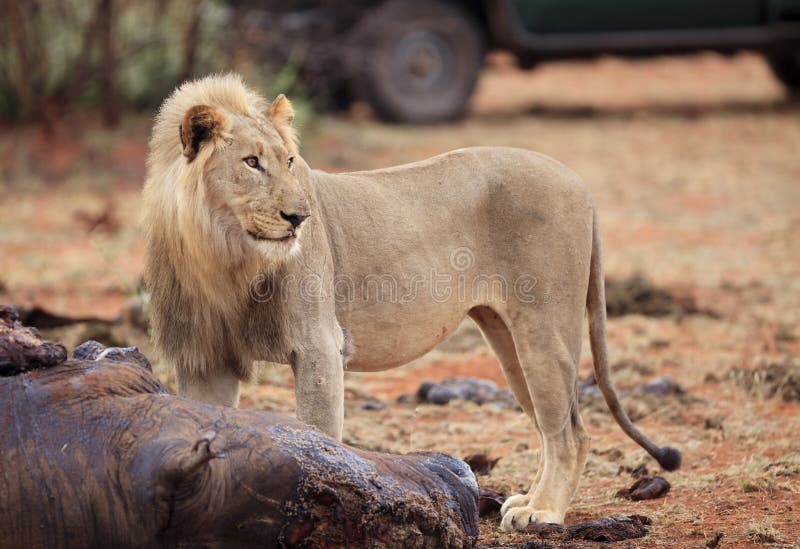 Leoni Che Mangiano Una Preda, Nel Parco Di Kruger, Il Sudafrica ...