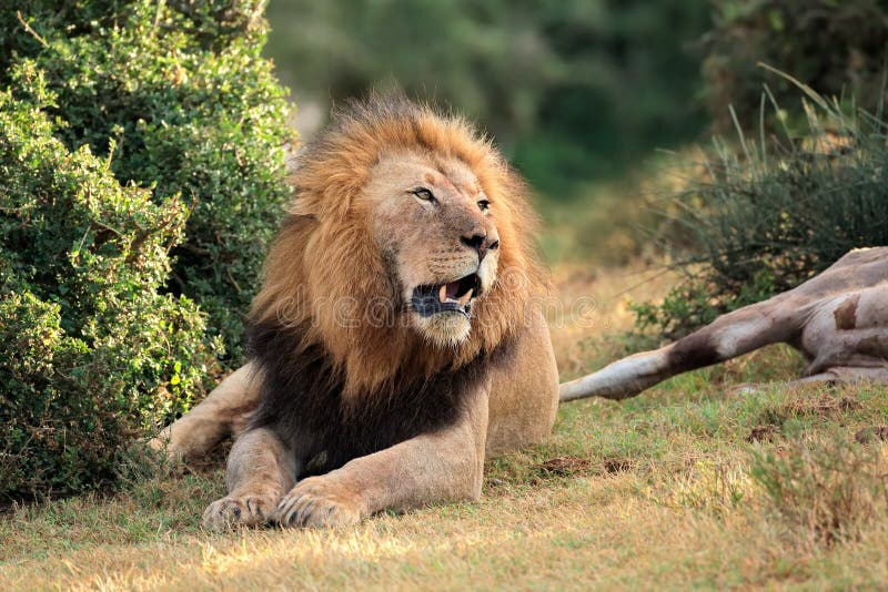 Leone Africano Con La Preda Immagine Stock - Immagine di cacciatore ...