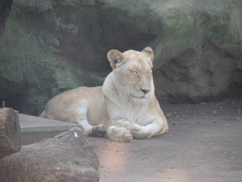 Leone Re Delle Bestie Addormentato Masai Mara Immagine Stock - Immagine ...