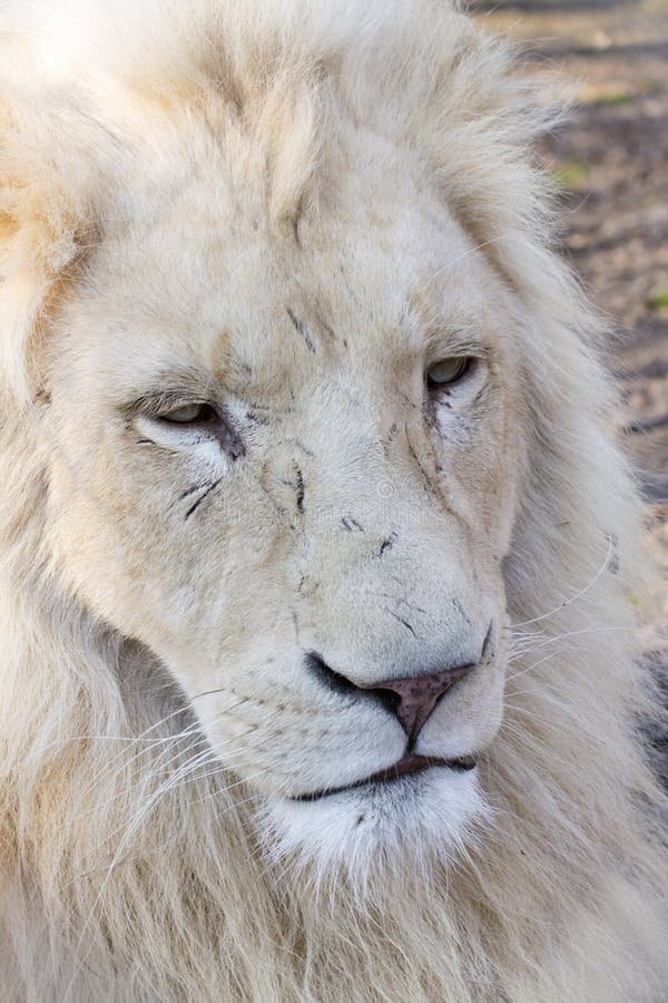Leone Bianco (krugeri Di Leo Della Panthera) Immagine Stock - Immagine ...