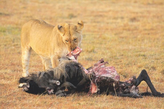Leone Che Mangia La Sua Preda Immagine Stock - Immagine di pasto ...