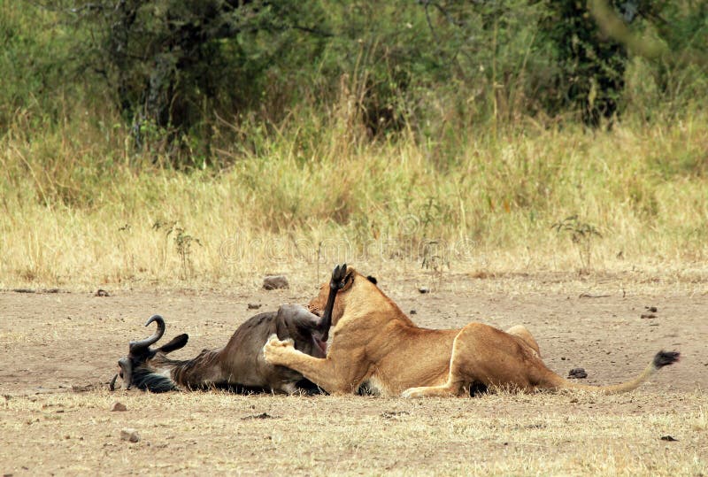 Leone con la preda immagine stock. Immagine di cadaveri - 36171707