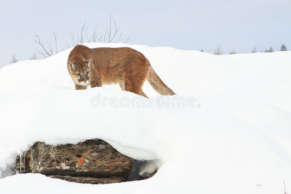 Leone Di Montagna Che Cerca Preda Fotografia Stock - Immagine di ...