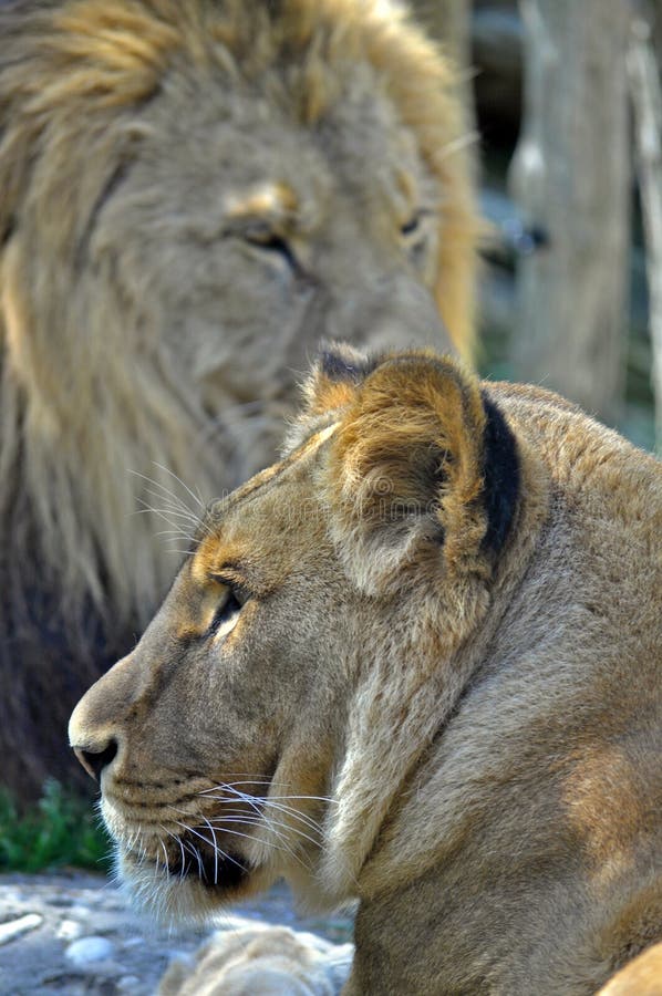 Re Leone E Leonessa Foto Stock - Download 1,784 Royalty Free Photos