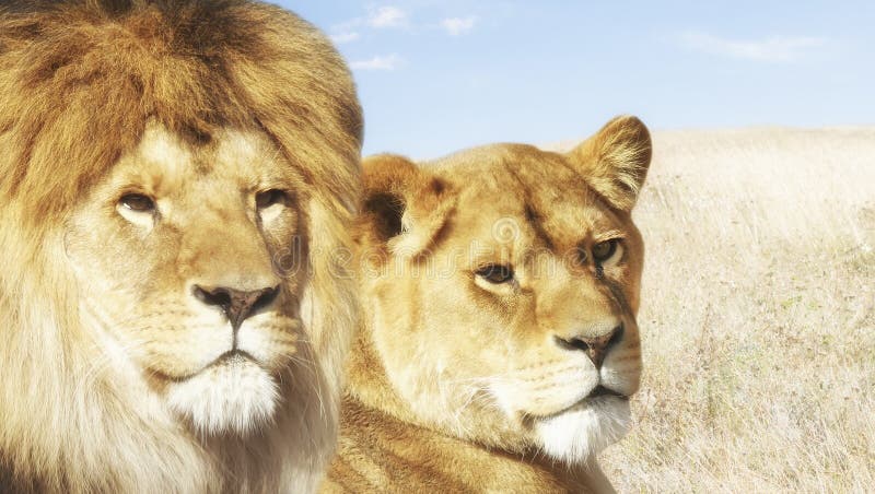 725 Re Leone E Leonessa Foto - Foto Stock Gratis e Royalty-Free da ...