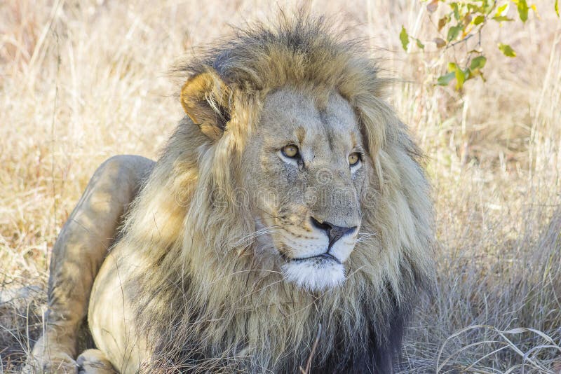 Leone Maschio Vicino Alla Sua Preda Immagine Stock - Immagine di ...