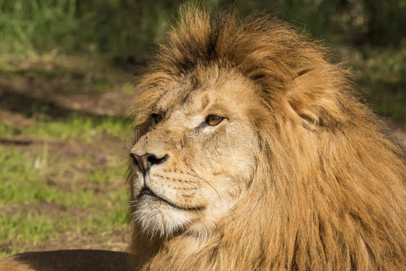 Leone, Maschio Panthera Leo Immagine Stock - Immagine di grande, leone ...