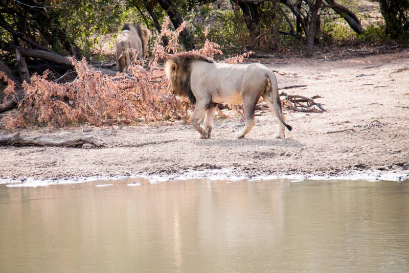 Leone Maschio Sul Vagare in Cerca Di Preda Fotografia Stock - Immagine ...