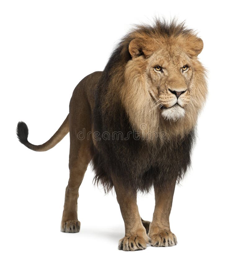 Leone, Panthera Leo, 8 Anni, Levantesi in Piedi Immagine Stock ...