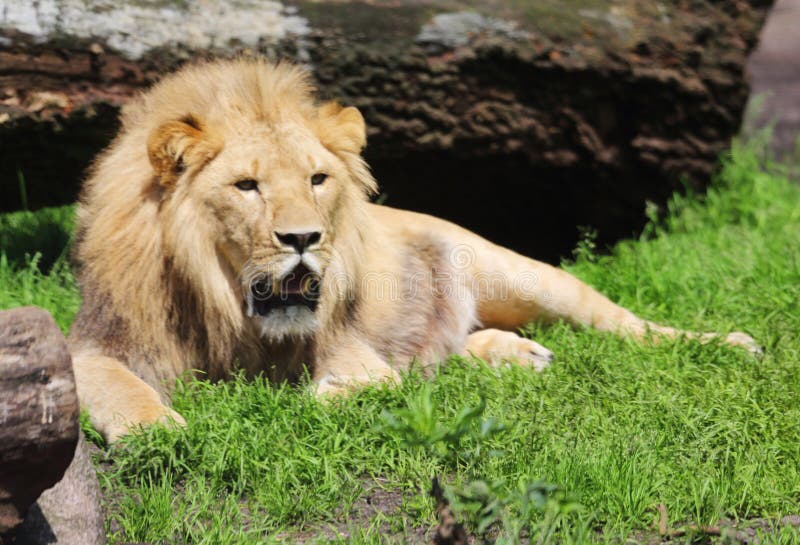 Leone pigro fotografia stock. Immagine di amore, carino - 73974318