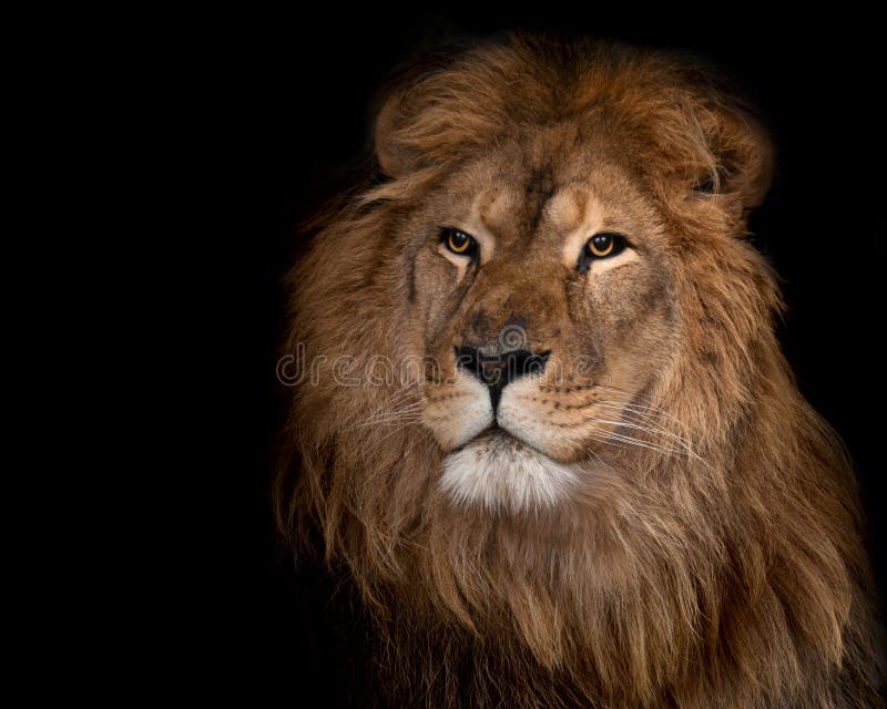 Leone su un fondo nero fotografia stock. Immagine di faccia - 43922880
