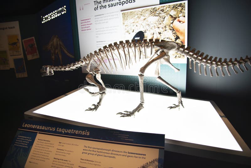 Leonerasaurus Stock Photos - Free & Royalty-Free Stock Photos from ...