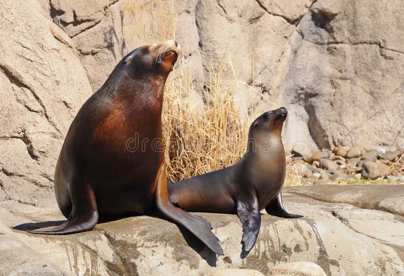 Leones de mar imagen de archivo. Imagen de solapa, marina - 18996453