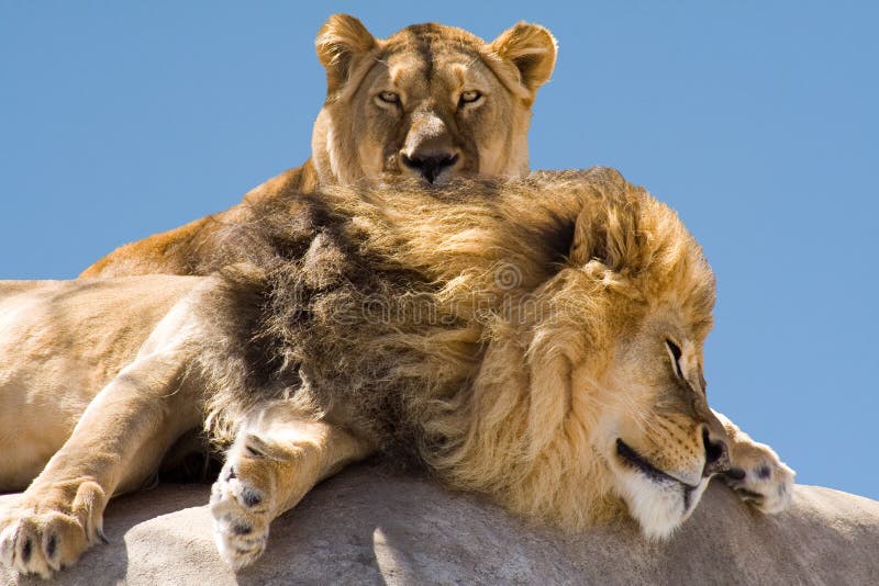 Leones que toman el sol imagen de archivo. Imagen de safari - 3442383