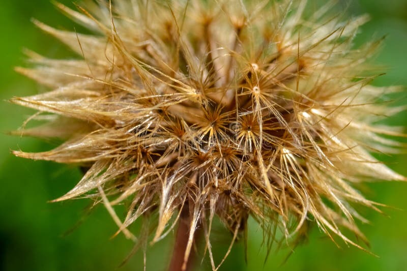 Leontodon Hispidus — Bristly Hawkbit Stock Image - Image of nature ...