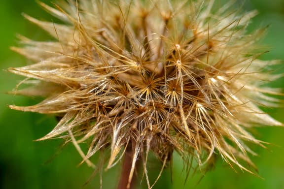 Leontodon Hispidus — Bristly Hawkbit Stock Image - Image of nature ...