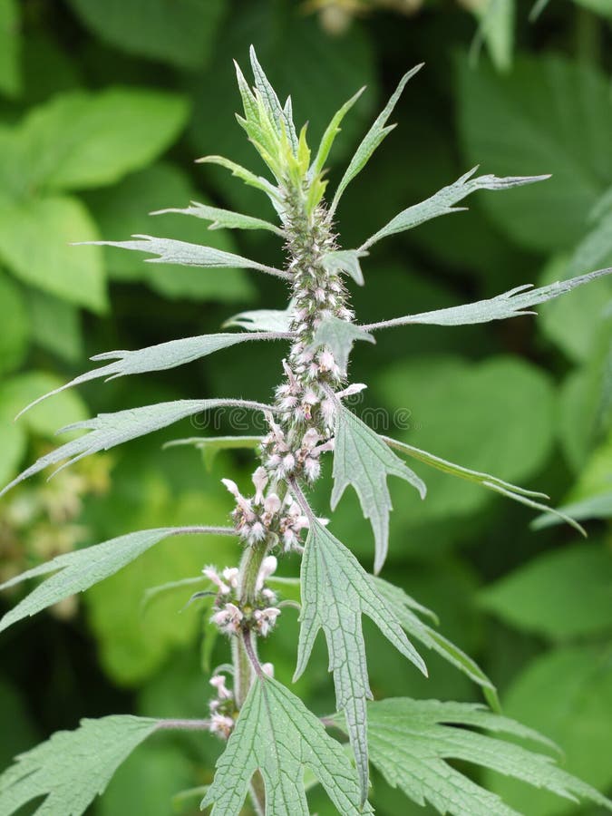 Motherwort stock image. Image of horizontal, plant, herb - 33231661