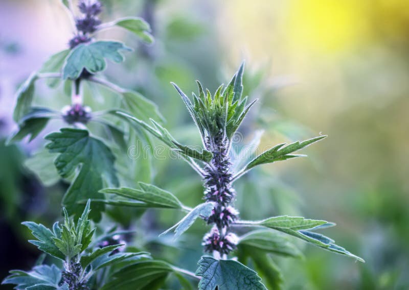 Leonurus Sibiricus or Motherwort Plant Stock Image - Image of spring ...